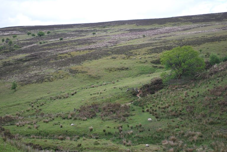 Hoar Oak Tree - Exmoor's Past - the online Historic Environment Record